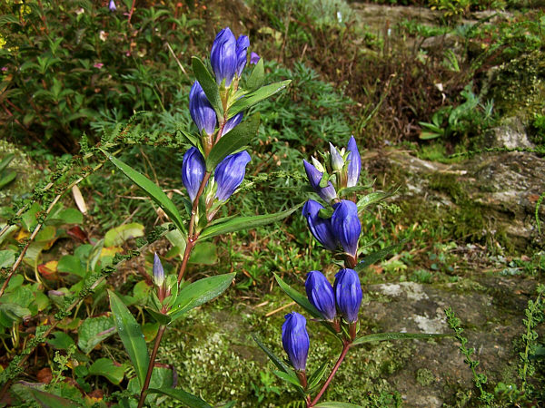 Gentiana triflora - Alchetron, The Free Social Encyclopedia