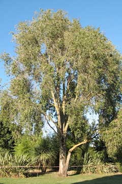 URBANISMO EN PANAMÁ l Aceras, servidumbres, áreas públicas | Page 237 ...