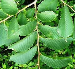 What type of tree is this? It is in my yard in N. Afghanistan, just ...